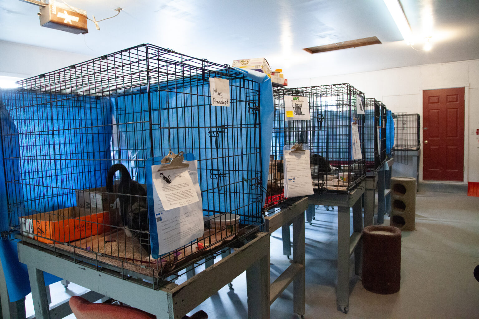 Westfield Homeless Cat Project