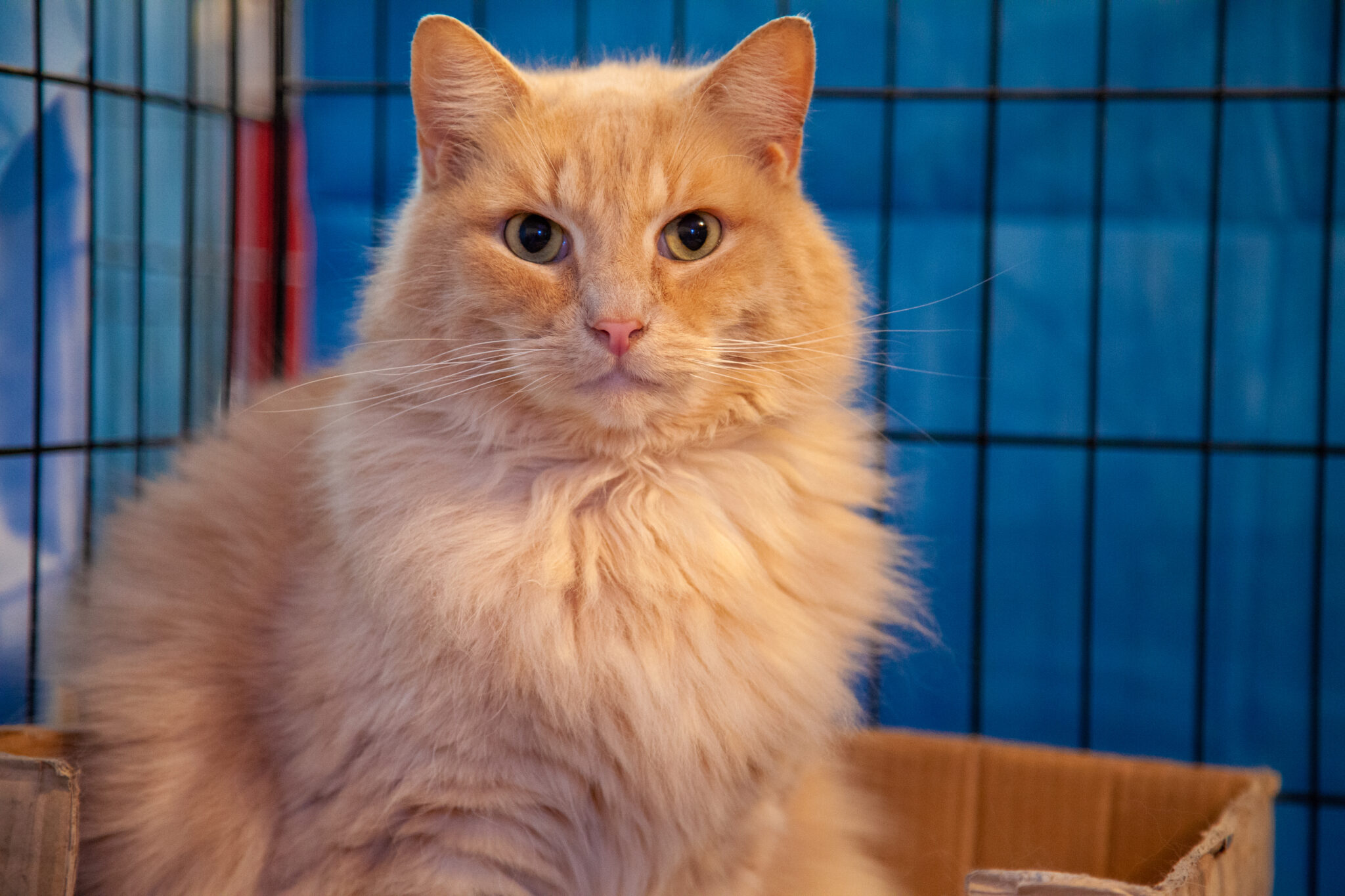 Westfield Homeless Cat Project