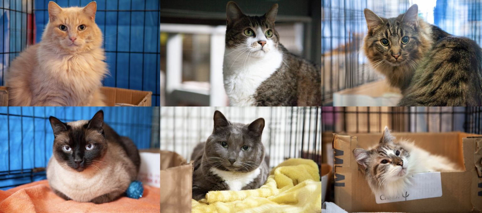 Westfield Homeless Cat Project