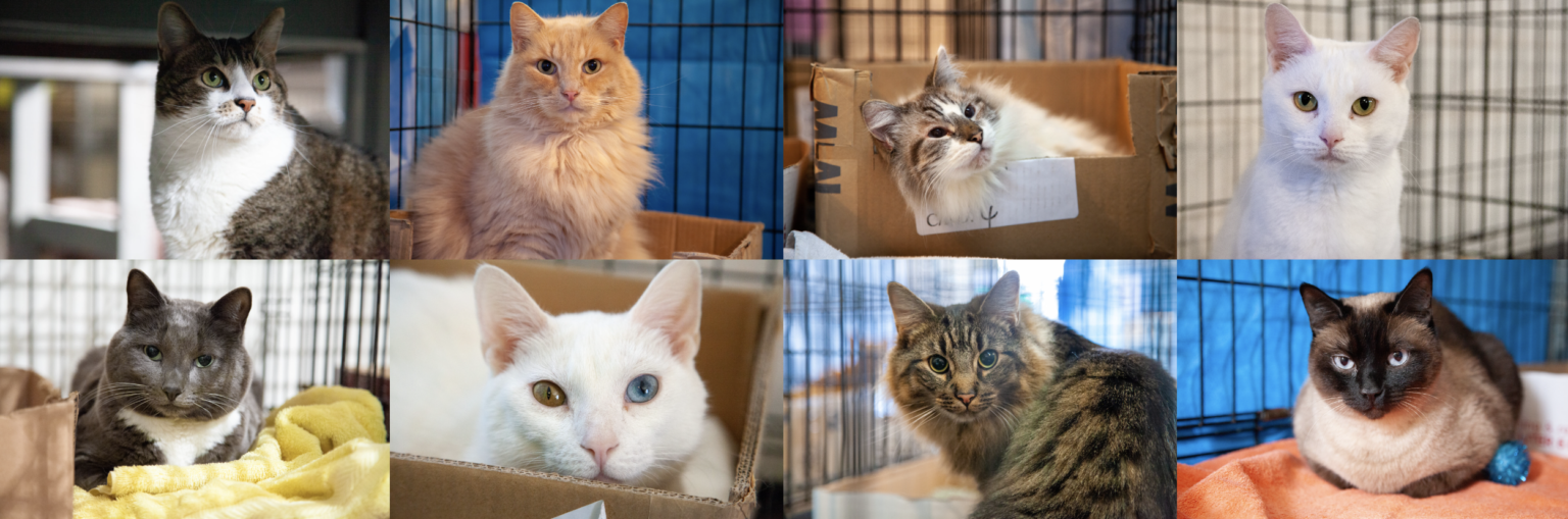 Westfield Homeless Cat Project