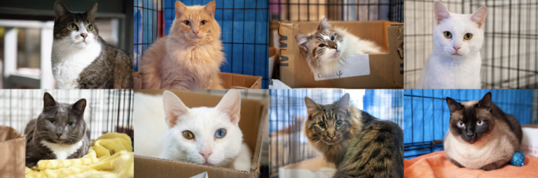 Westfield Homeless Cat Project
