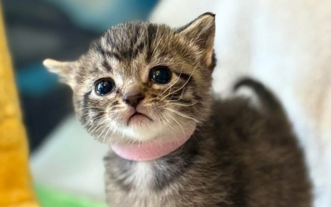 Westfield Homeless Cat Project