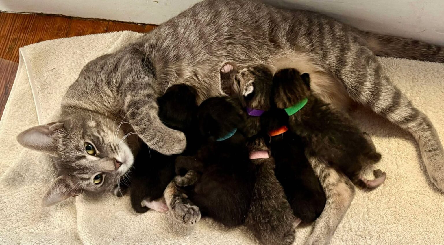 Westfield Homeless Cat Project